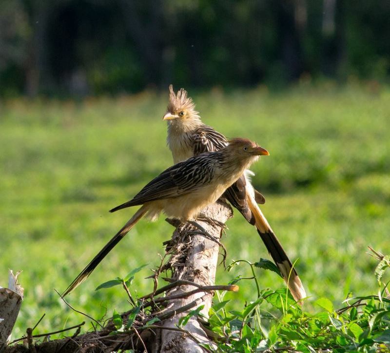 Bird Watching - Paraty Tours
