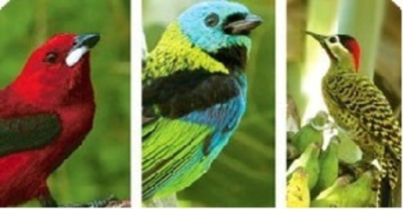 Bird Watching - Paraty Tours