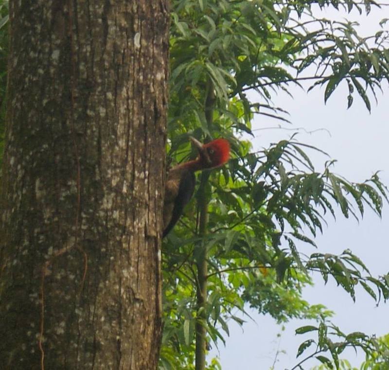Bird Watching - Paraty Tours